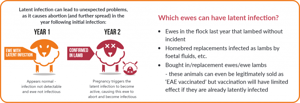 What is Enzootic abortion? | Enzootic Abortion of Ewes